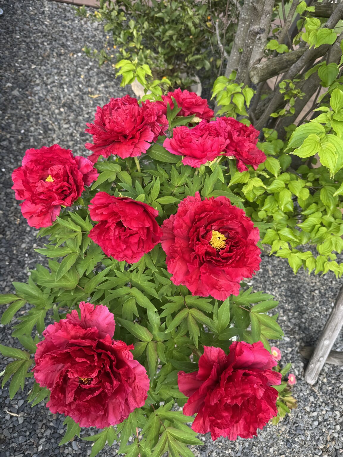 【FNS歌謡祭2025】ASKAの時間は何時から？何歌うの？